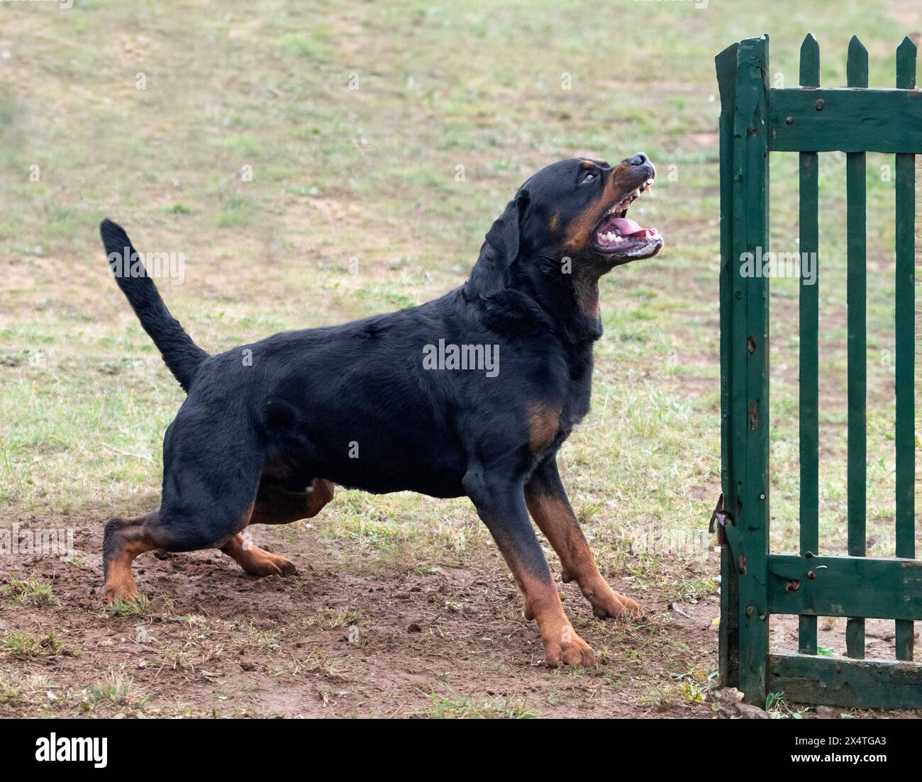 young rottweiler training for protection sport and police Stock Photo ...