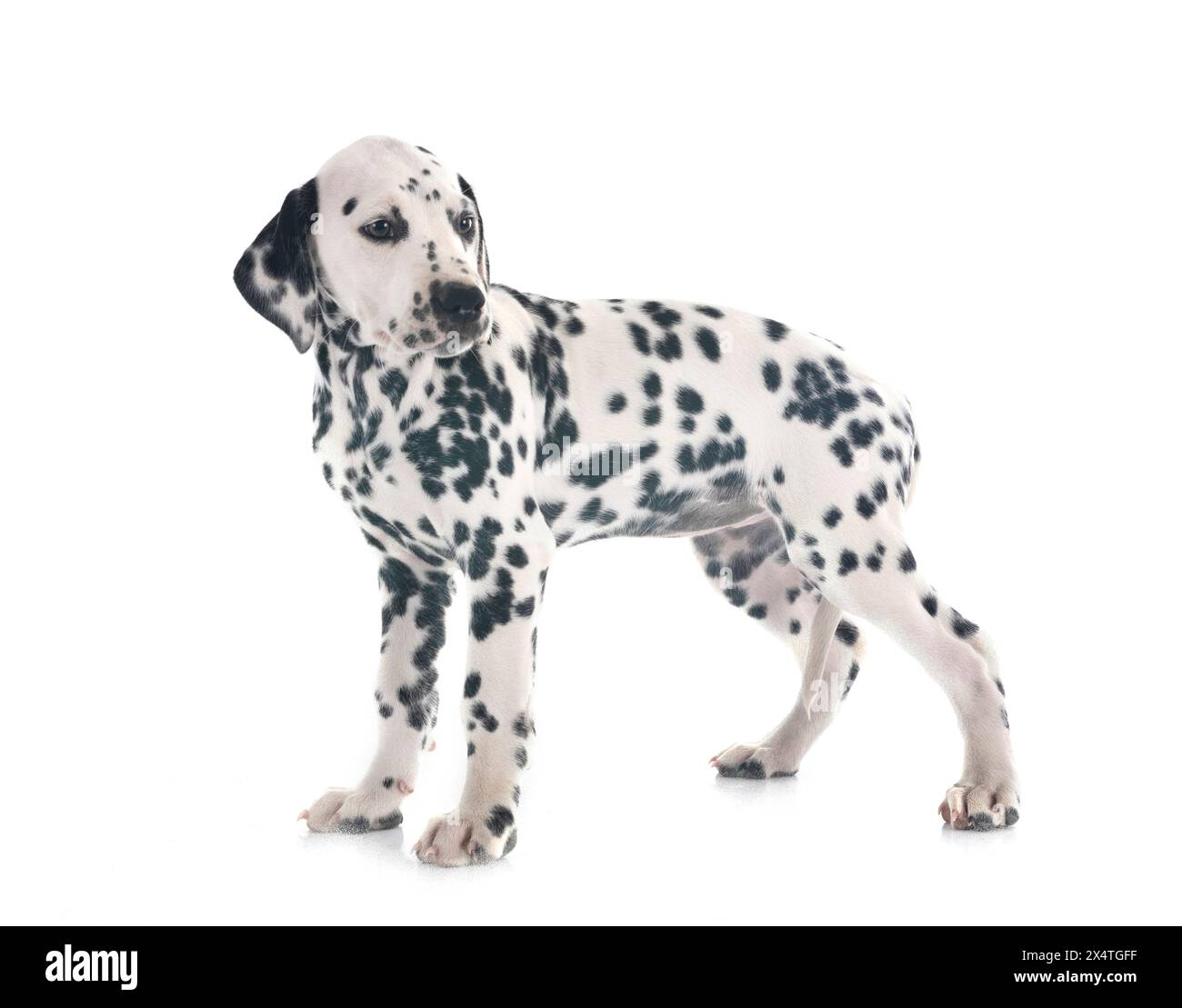 puppy dalmatian in front of white background Stock Photo - Alamy