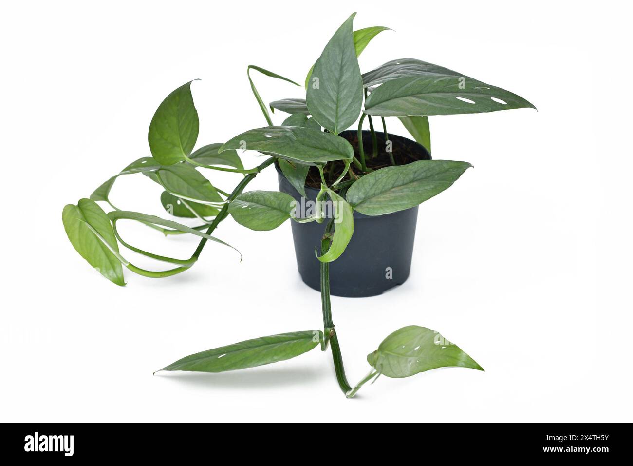 Epipremnum cebu blue hi-res stock photography and images - Alamy