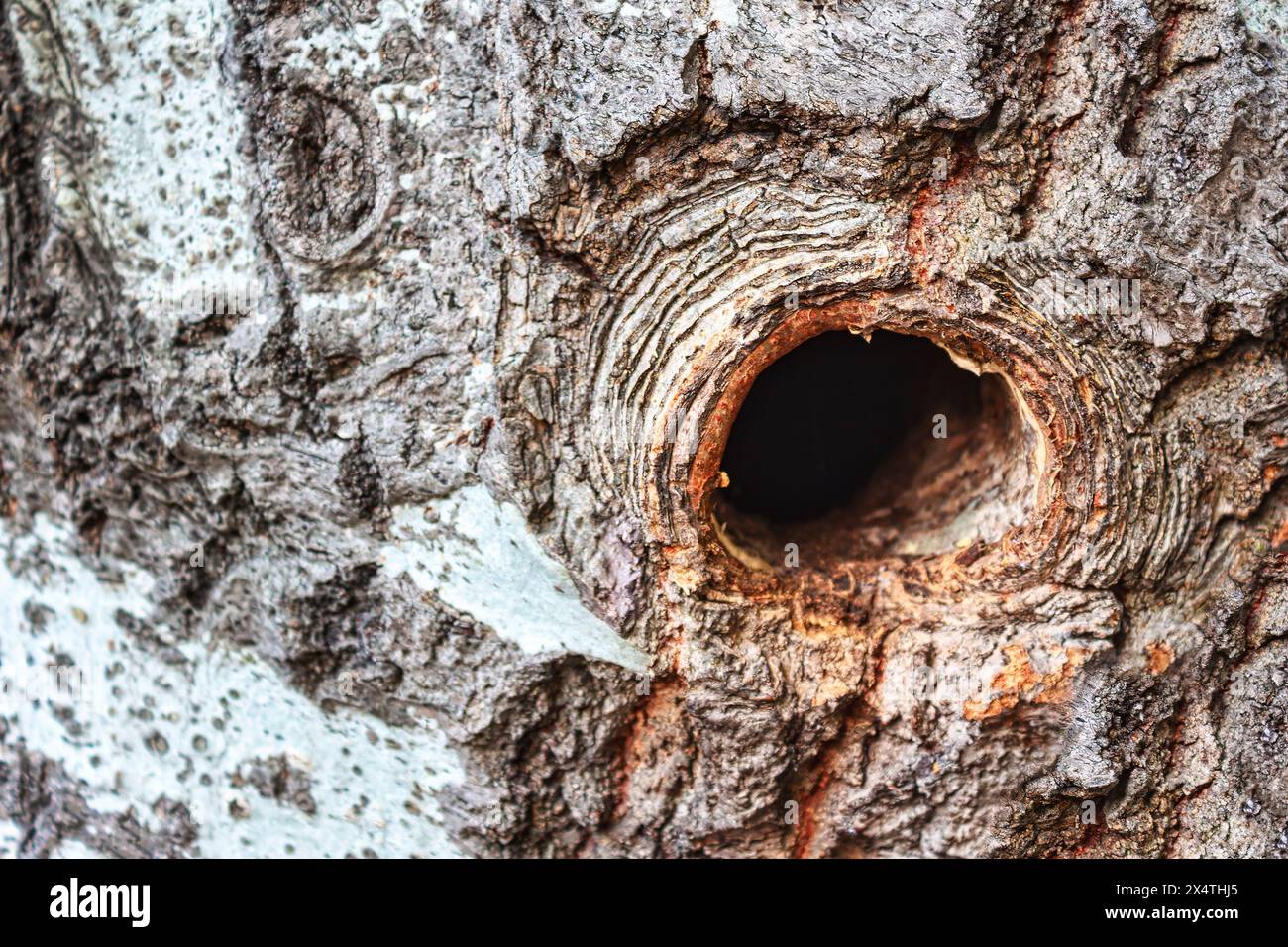 Hole in the bark of a tree provides entrance for a bird nest Stock ...