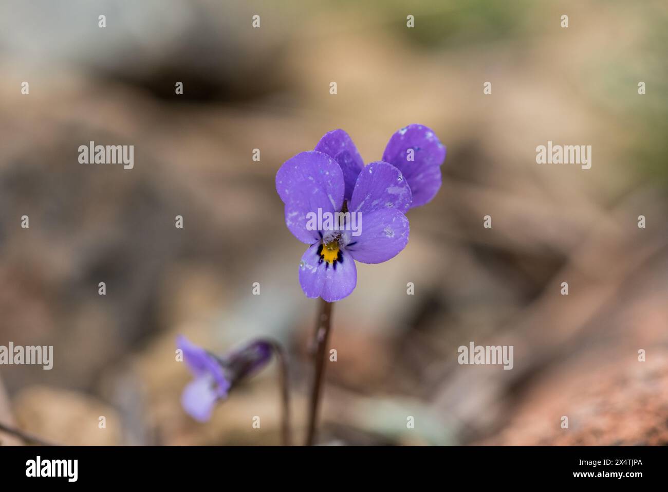 Flowering Violet (Viola heldreichiana) in Turkey Stock Photo - Alamy