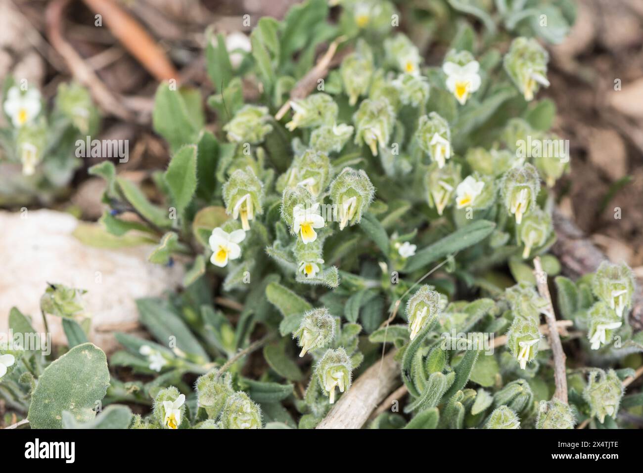 A flowering yellow Violet (Viola kitaibeliana) on Ak Dagi mountain in ...