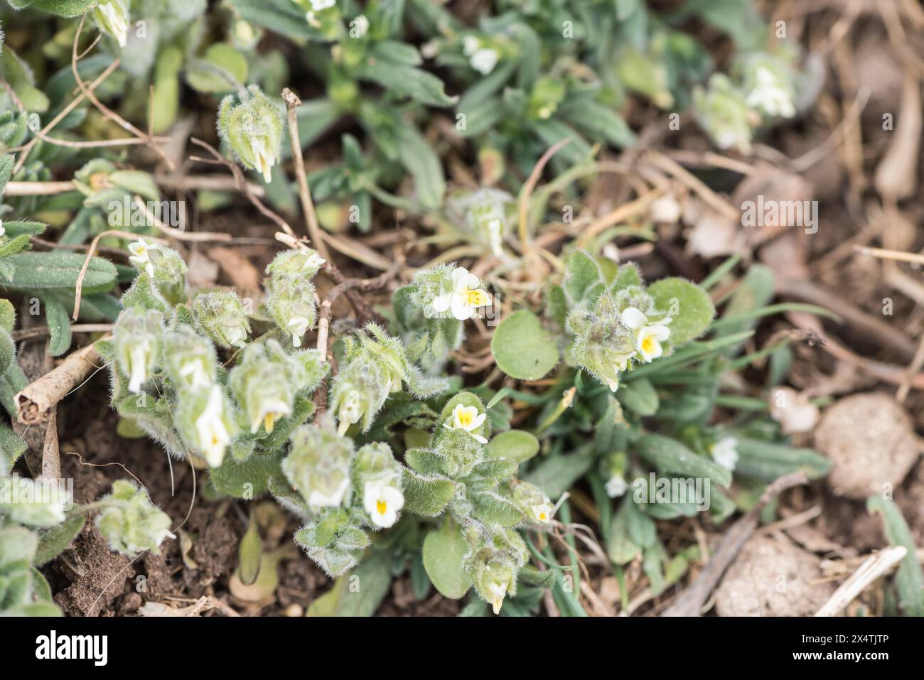 A flowering yellow Violet (Viola kitaibeliana) on Ak Dagi mountain in ...