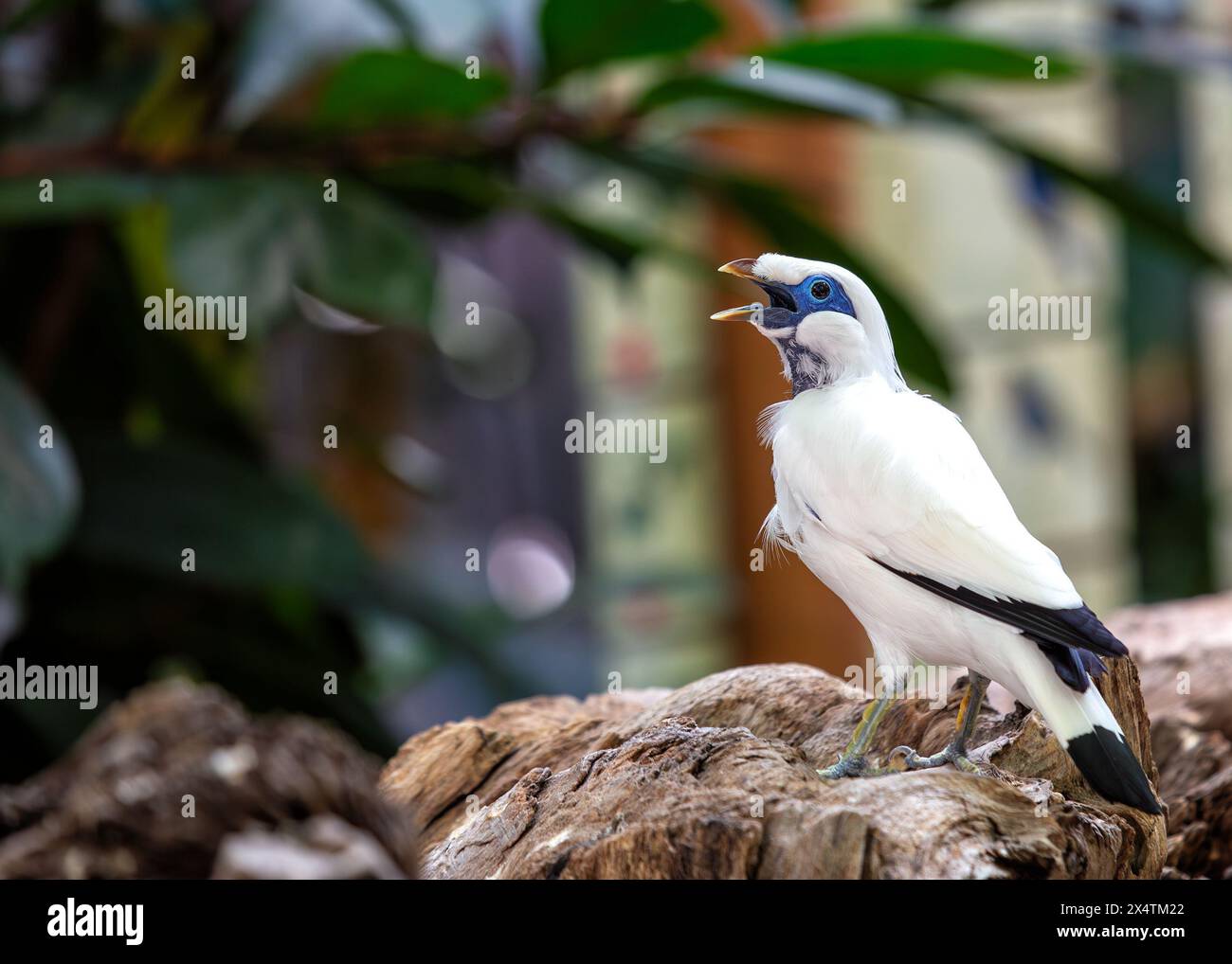 Stunning starling with white plumage & bright blue facial patch. Once ...
