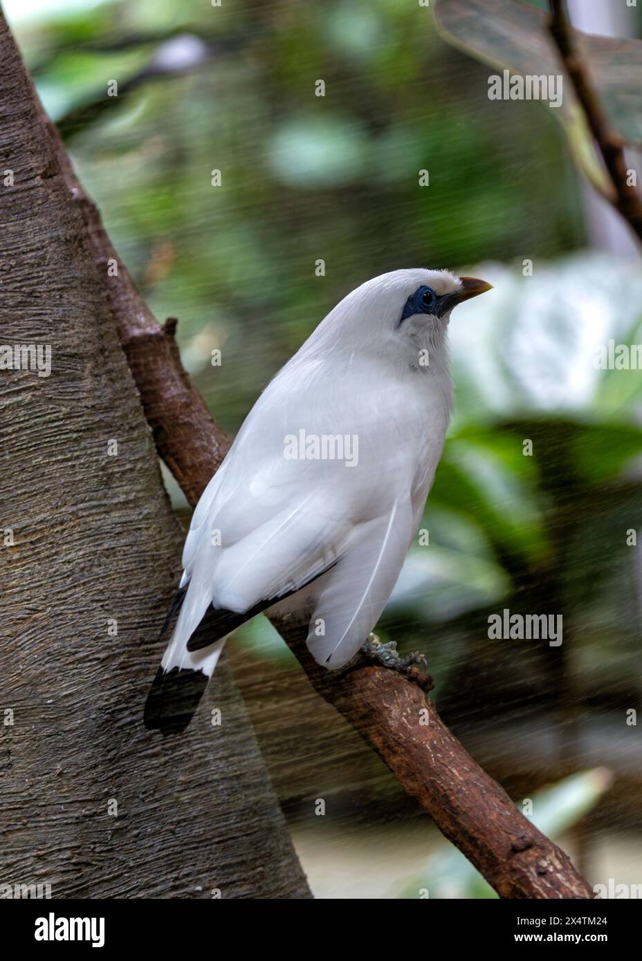 Stunning starling with white plumage & bright blue facial patch. Once ...