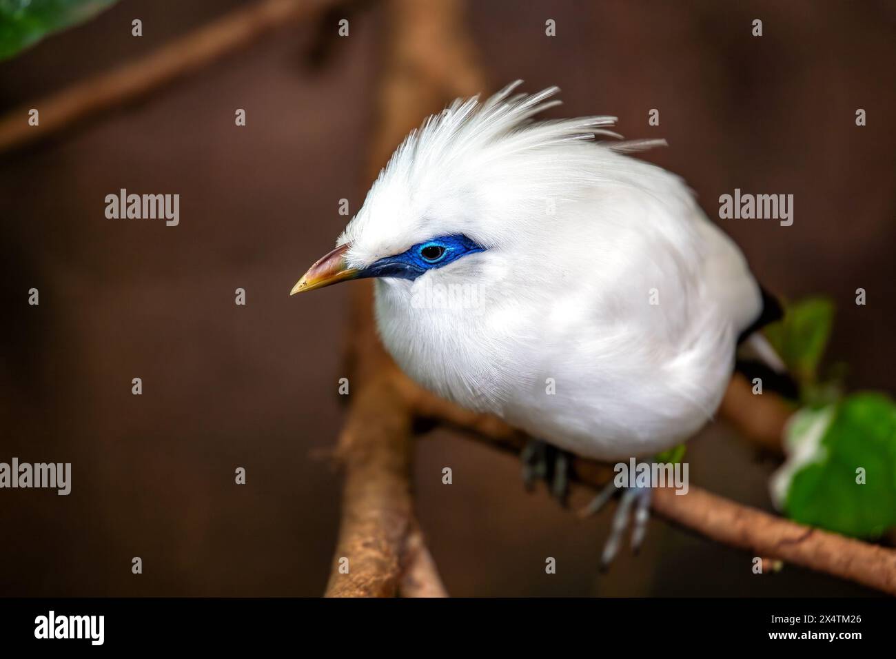 Stunning starling with white plumage & bright blue facial patch. Once ...