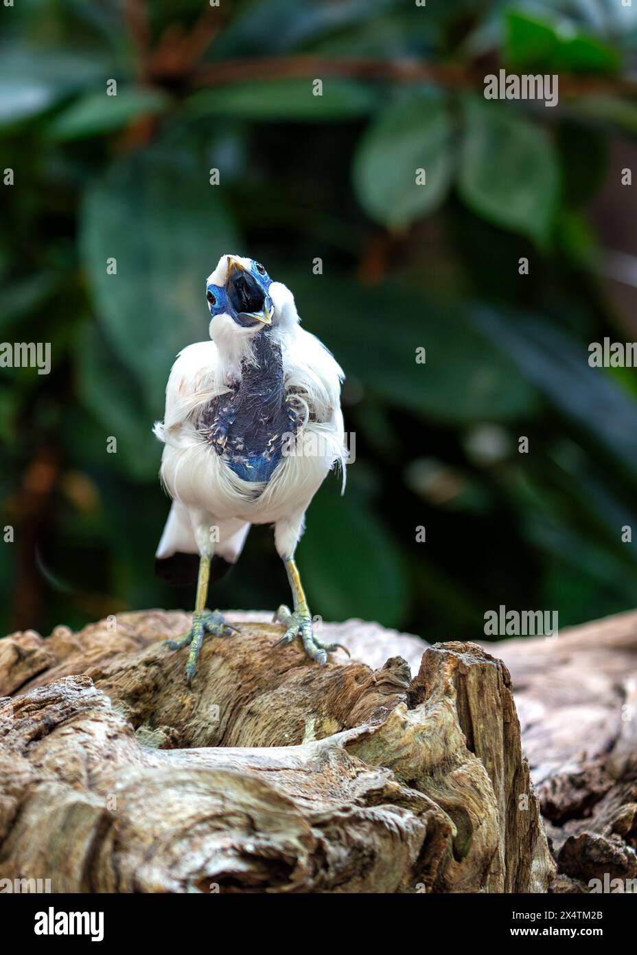 Stunning starling with white plumage & bright blue facial patch. Once ...