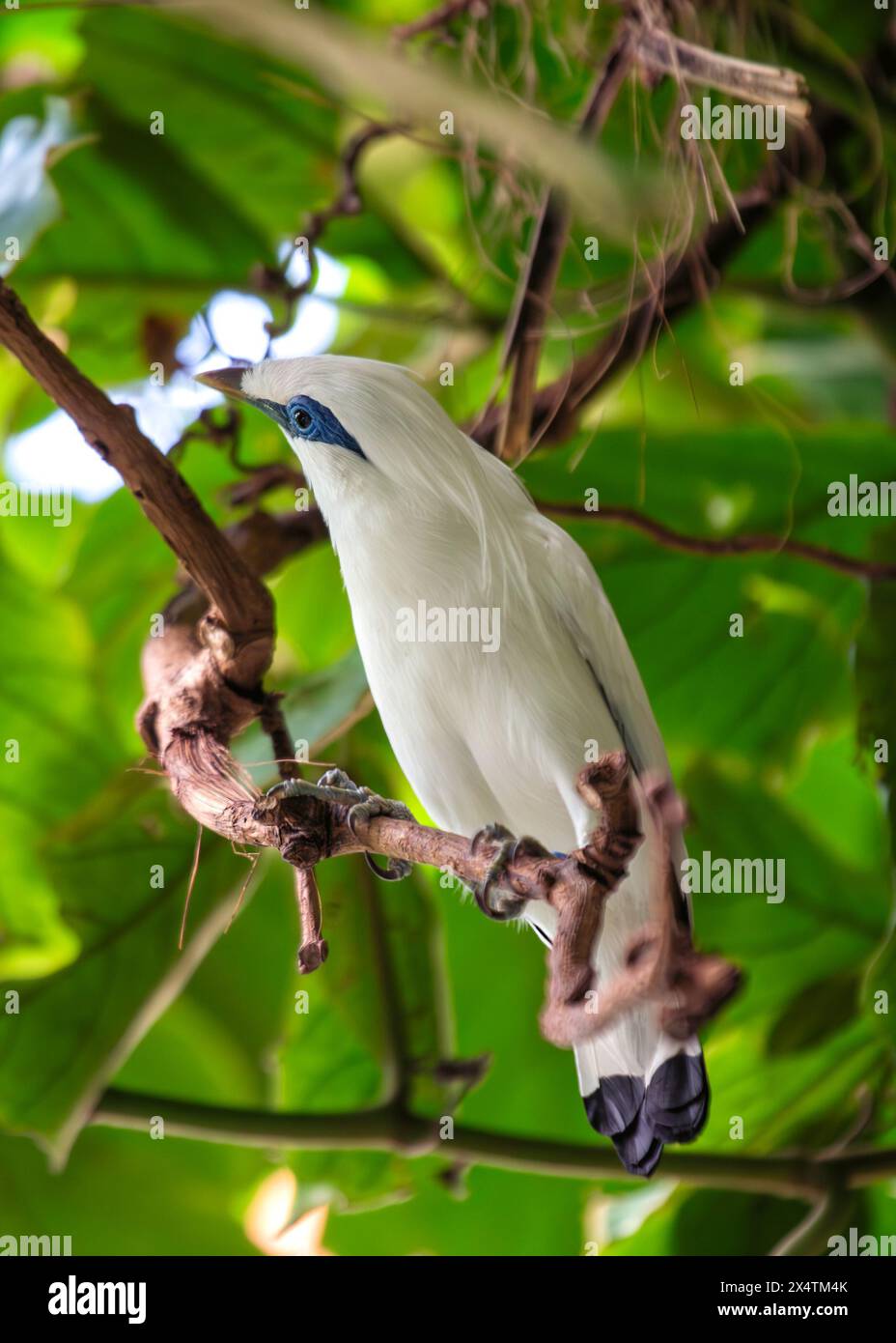 Stunning starling with white plumage & bright blue facial patch. Once ...