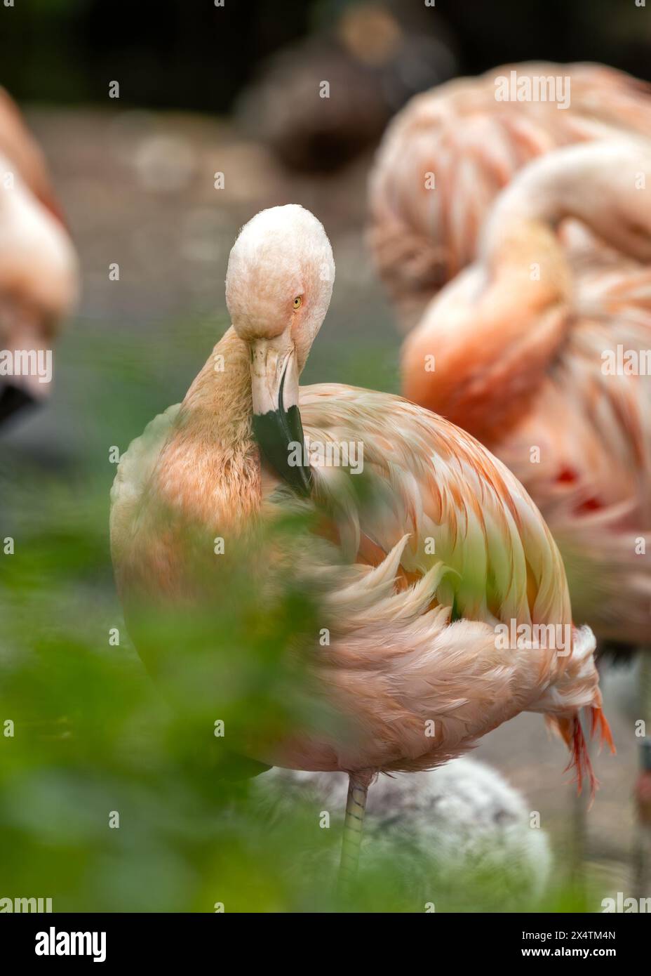 Elegant pink flamingo with yellow legs & black bill. Wades in shallow ...