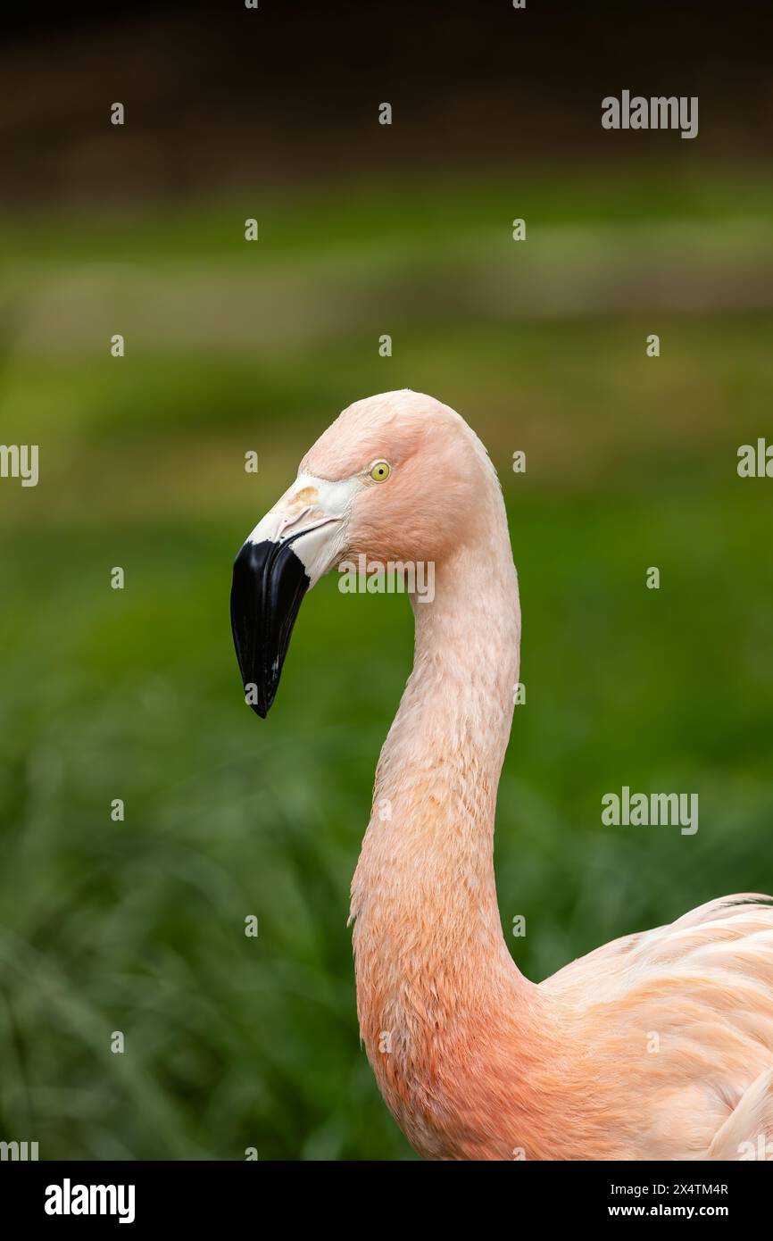 Elegant pink flamingo with yellow legs & black bill. Wades in shallow ...