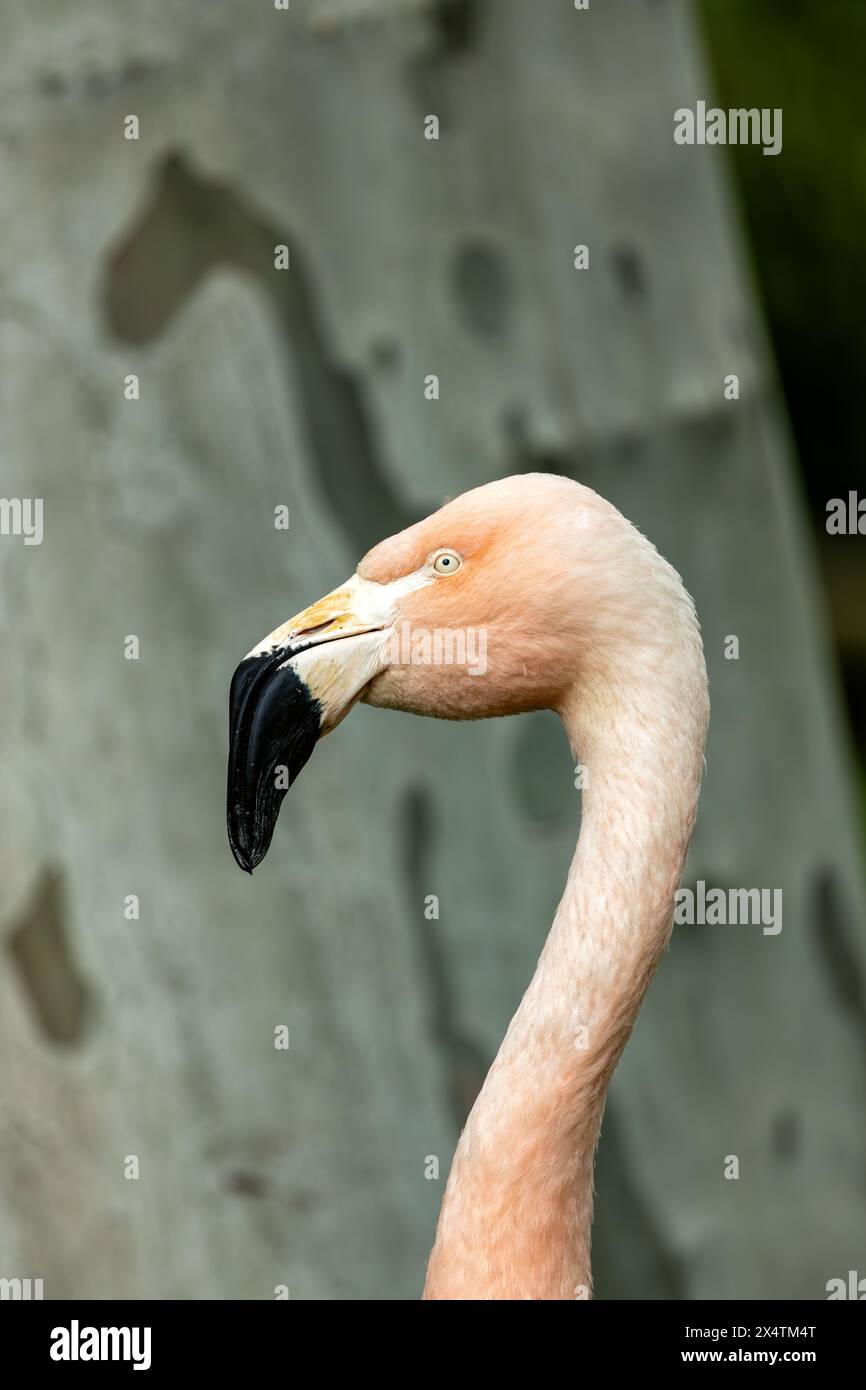 Elegant pink flamingo with yellow legs & black bill. Wades in shallow ...