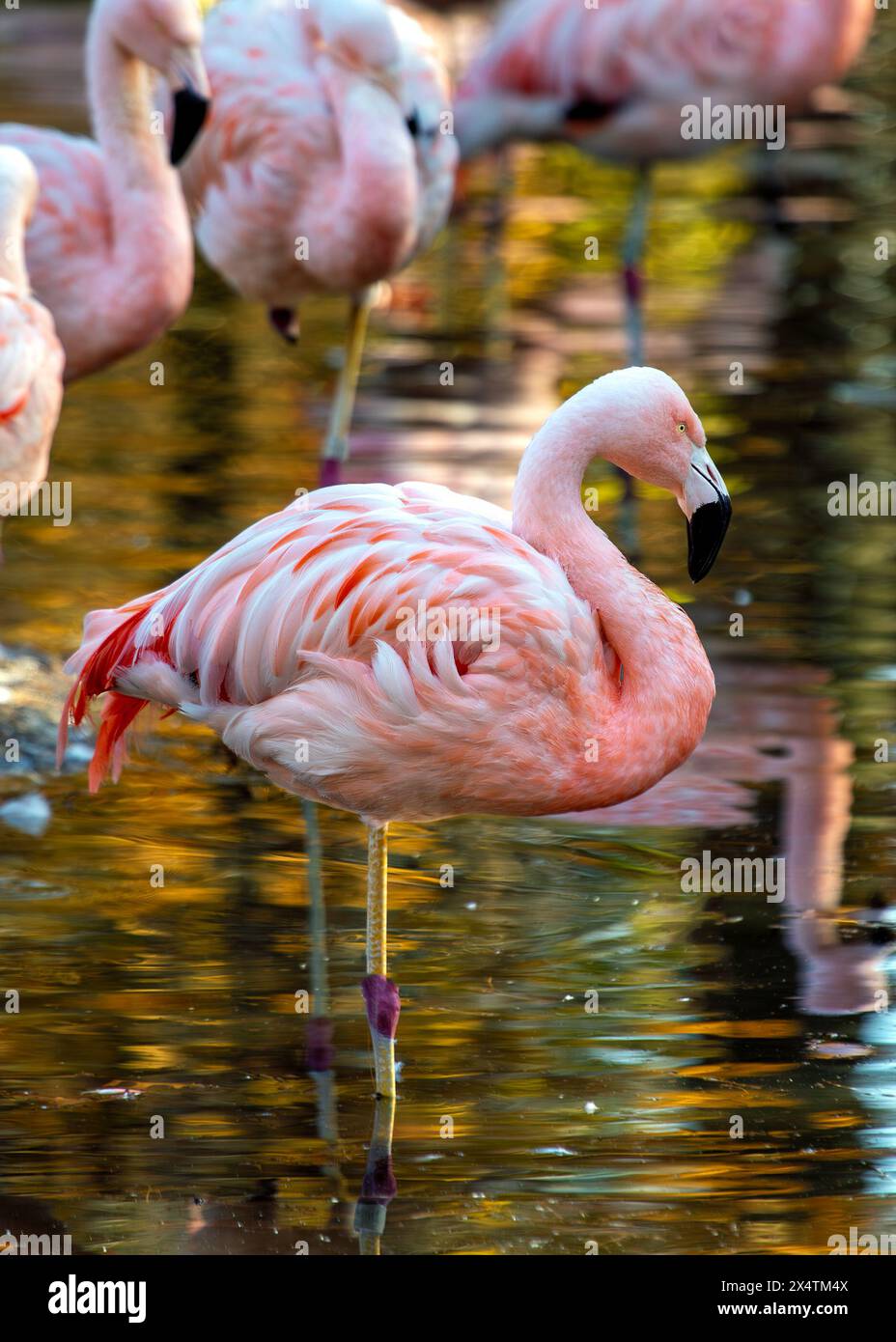 Elegant pink flamingo with yellow legs & black bill. Wades in shallow ...