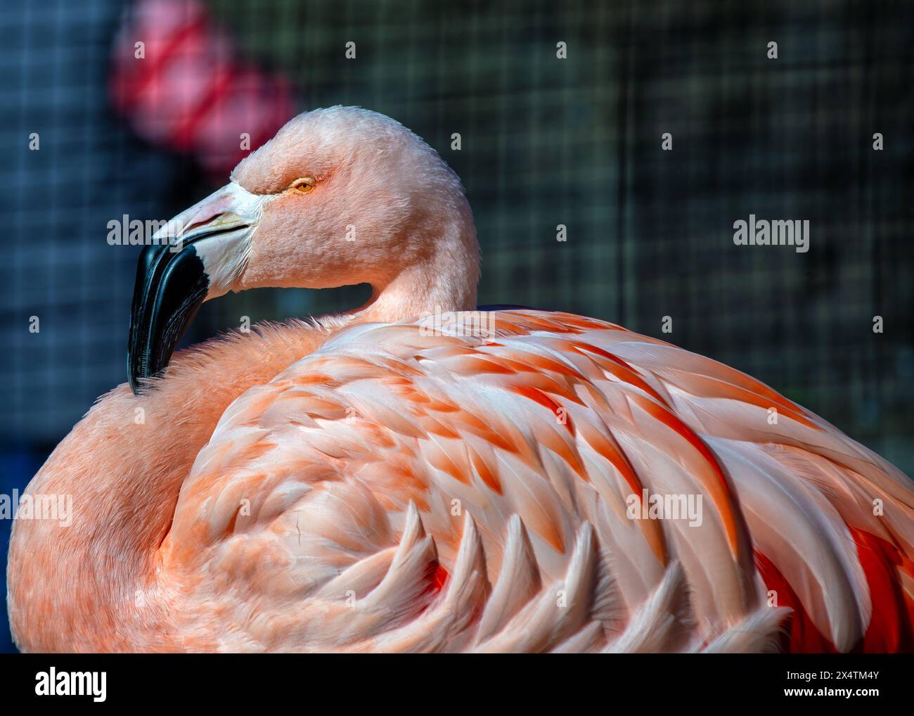 Elegant pink flamingo with yellow legs & black bill. Wades in shallow ...