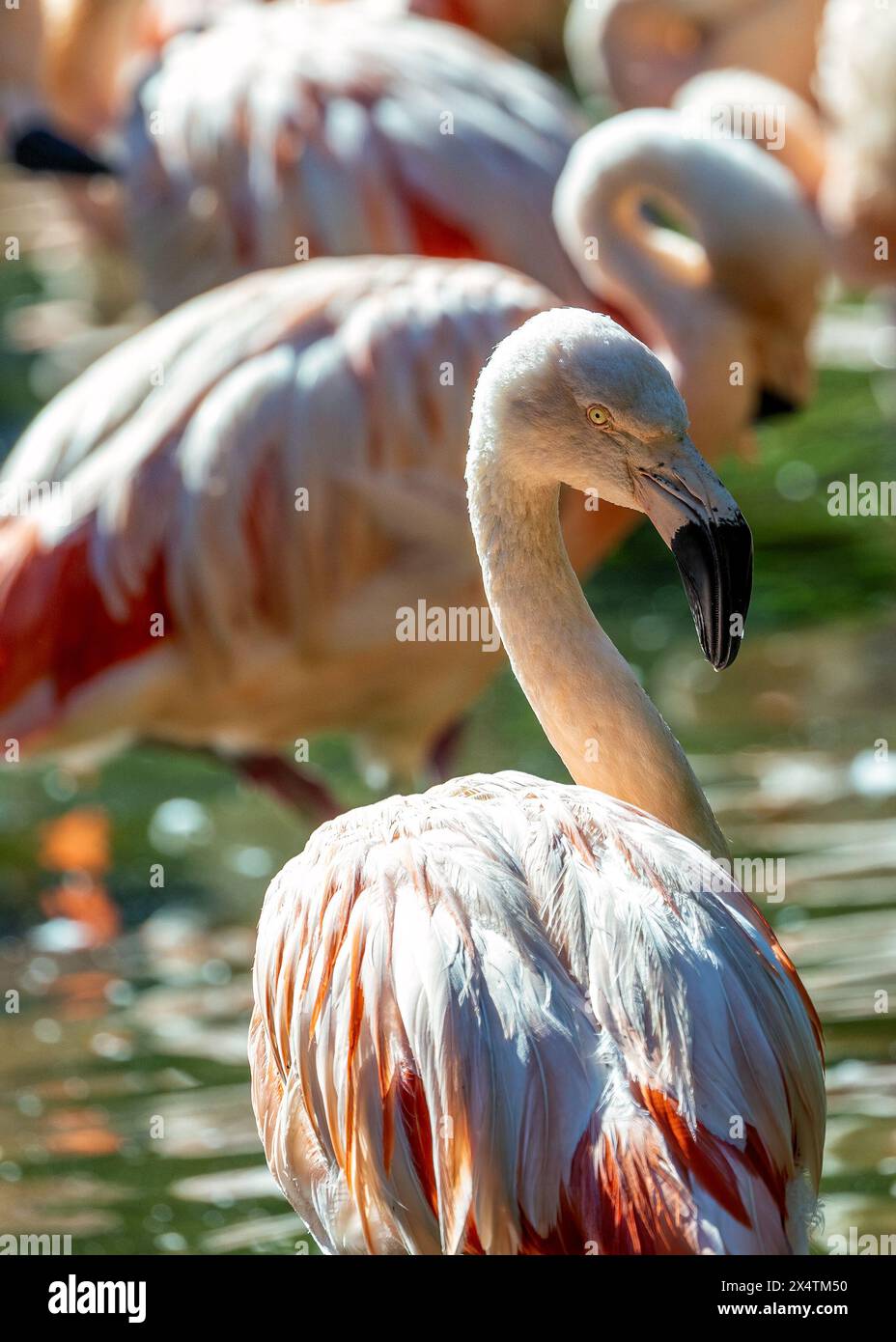 Elegant pink flamingo with yellow legs & black bill. Wades in shallow ...