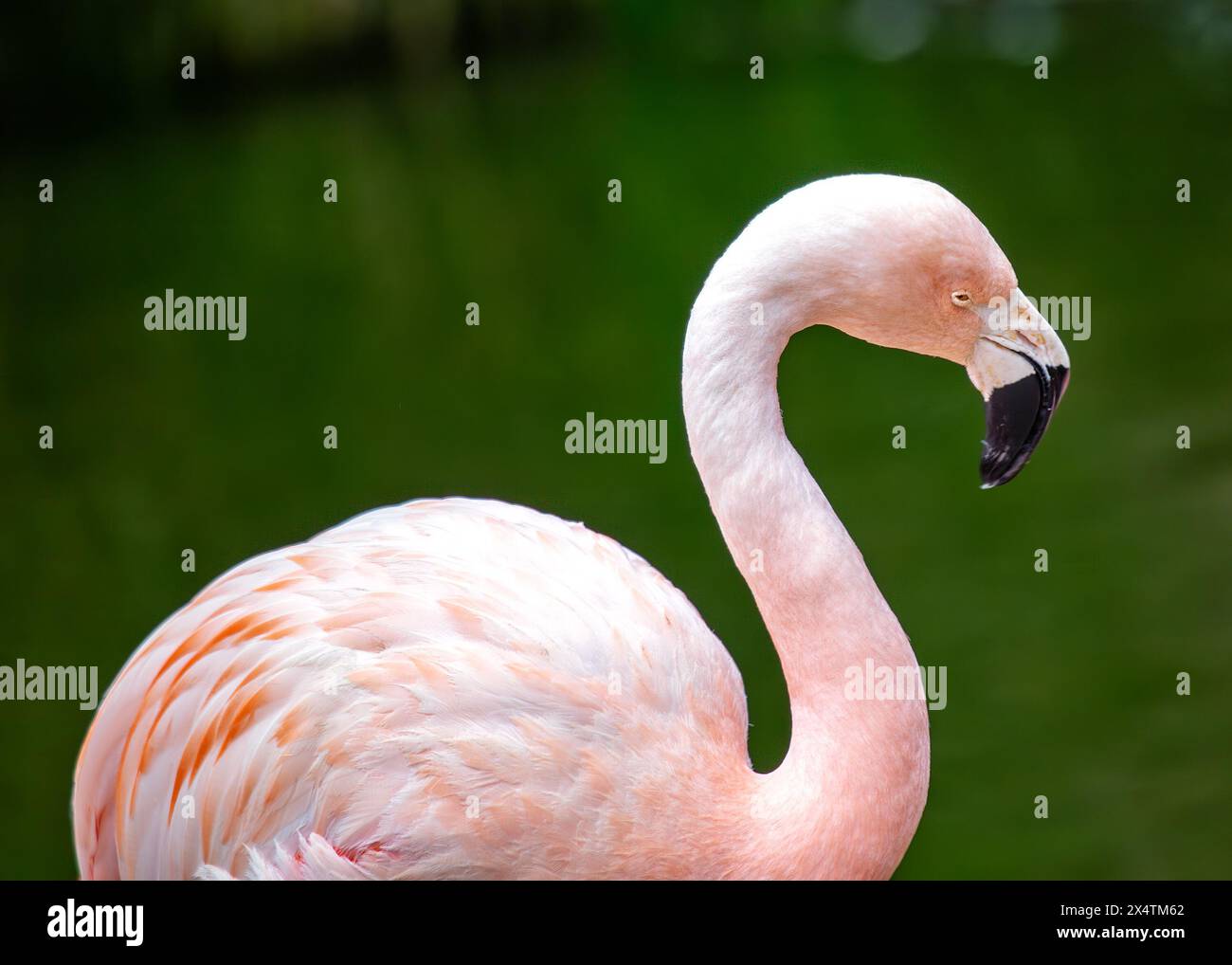 Elegant pink flamingo with yellow legs & black bill. Wades in shallow ...