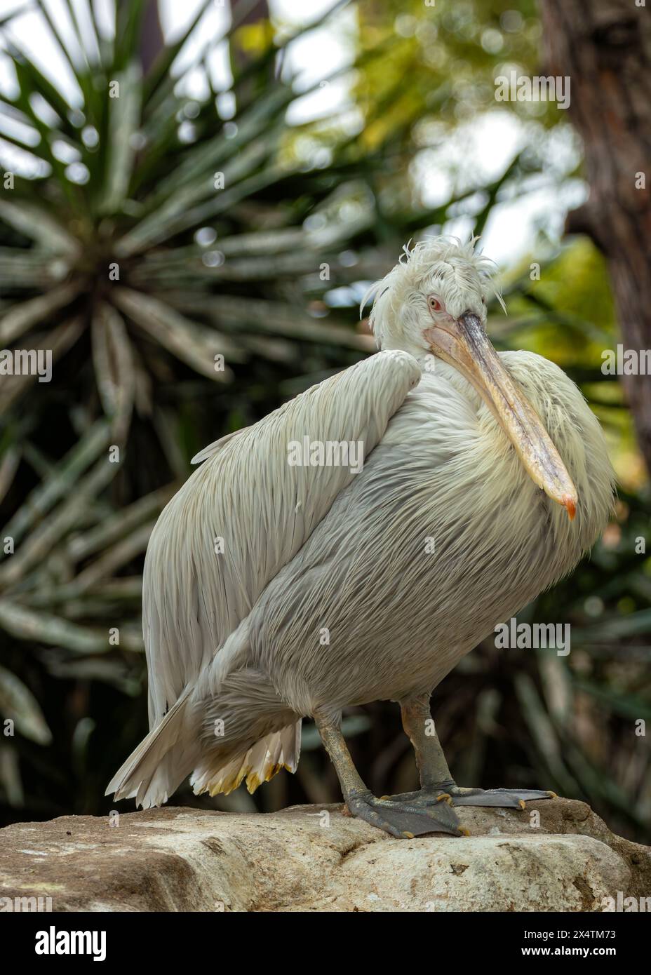 Massive pelican with white plumage, enormous orange beak, and a pouch ...