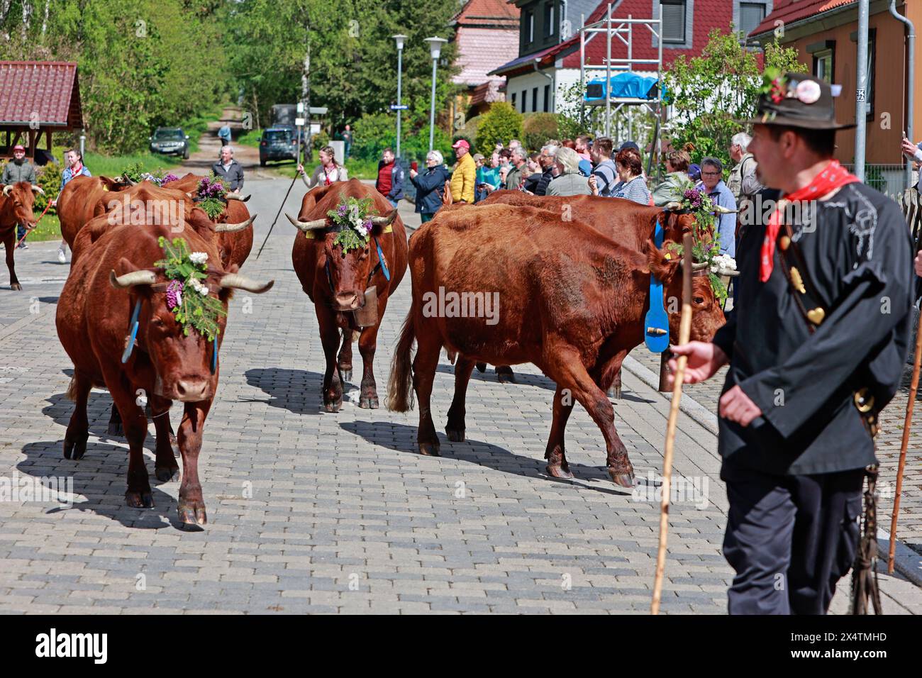 Tanne, Germany. 05th May, 2024. Cowherds from the Harz Mountains parade ...