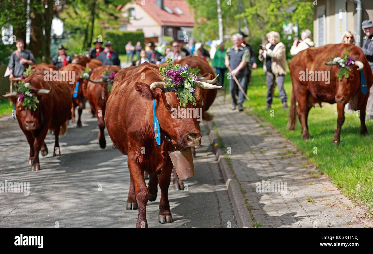 Tanne, Germany. 05th May, 2024. Cowherds from the Harz Mountains parade ...