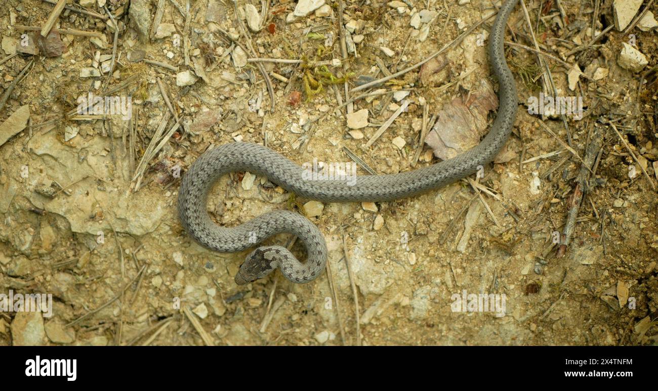 Slow motion smooth snake in hi-res stock photography and images - Alamy