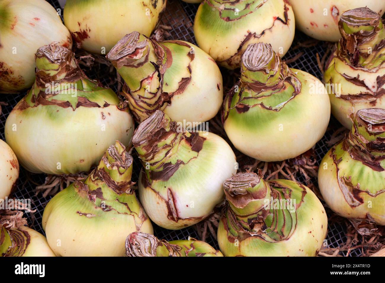 Holland, Amsterdam, Flowers Market, Belladonna Lily bulbs (Amaryllis ...