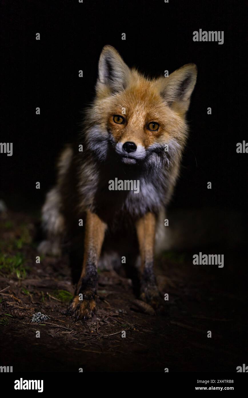 Setting rich in habitat detail hi-res stock photography and images - Alamy