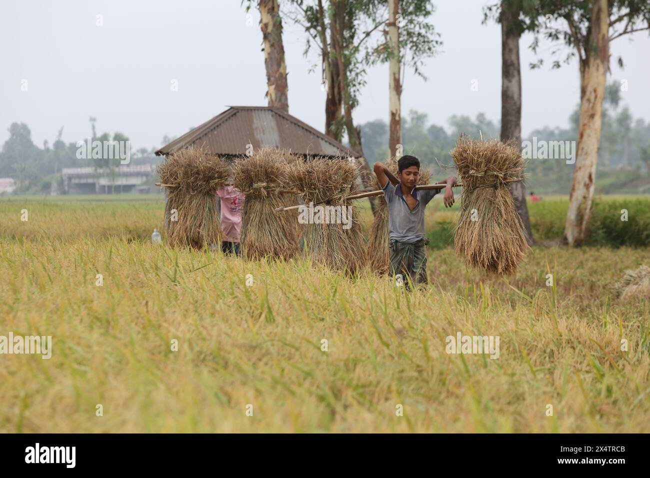 Natore. 5th May, 2024. Farmers carry bundles of rice grain stalks ...