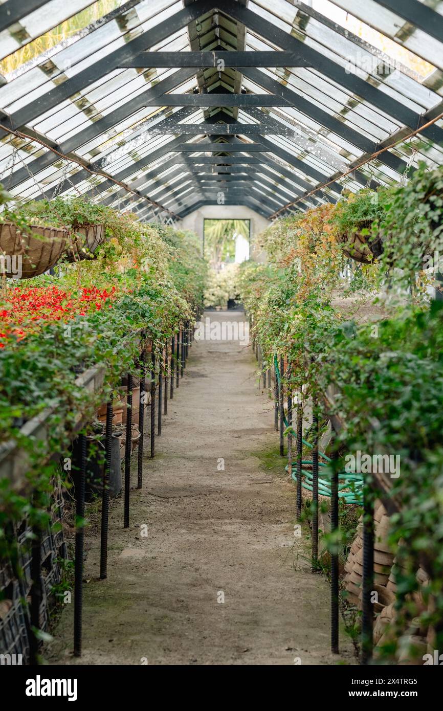 A serene corridor within a greenhouse, lined with overflowing hanging baskets and lush plant ...