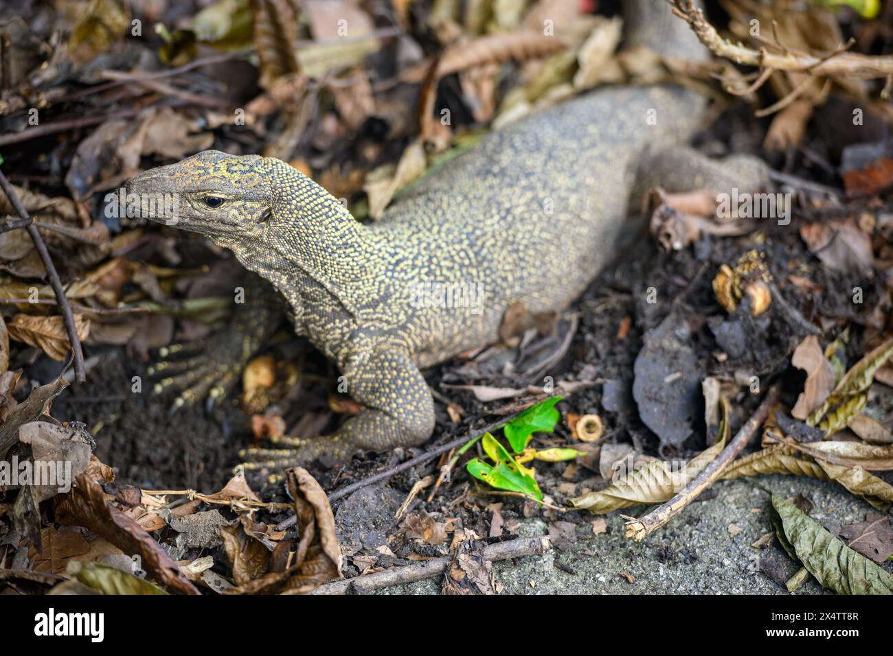 A monitor lizard foraging for food at Singapore Botanic Gardens ...