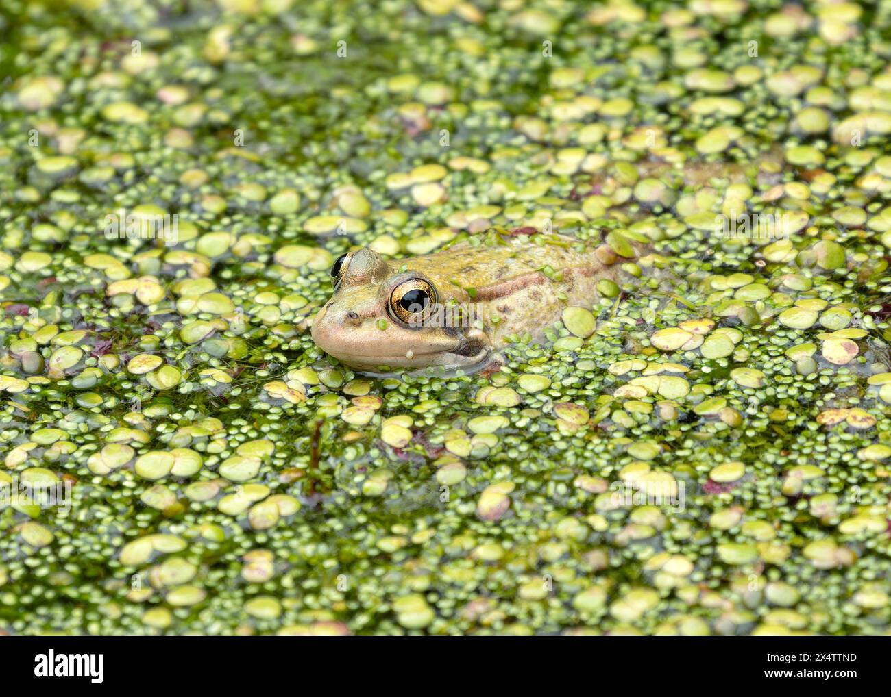 Rice field frog hi-res stock photography and images - Alamy