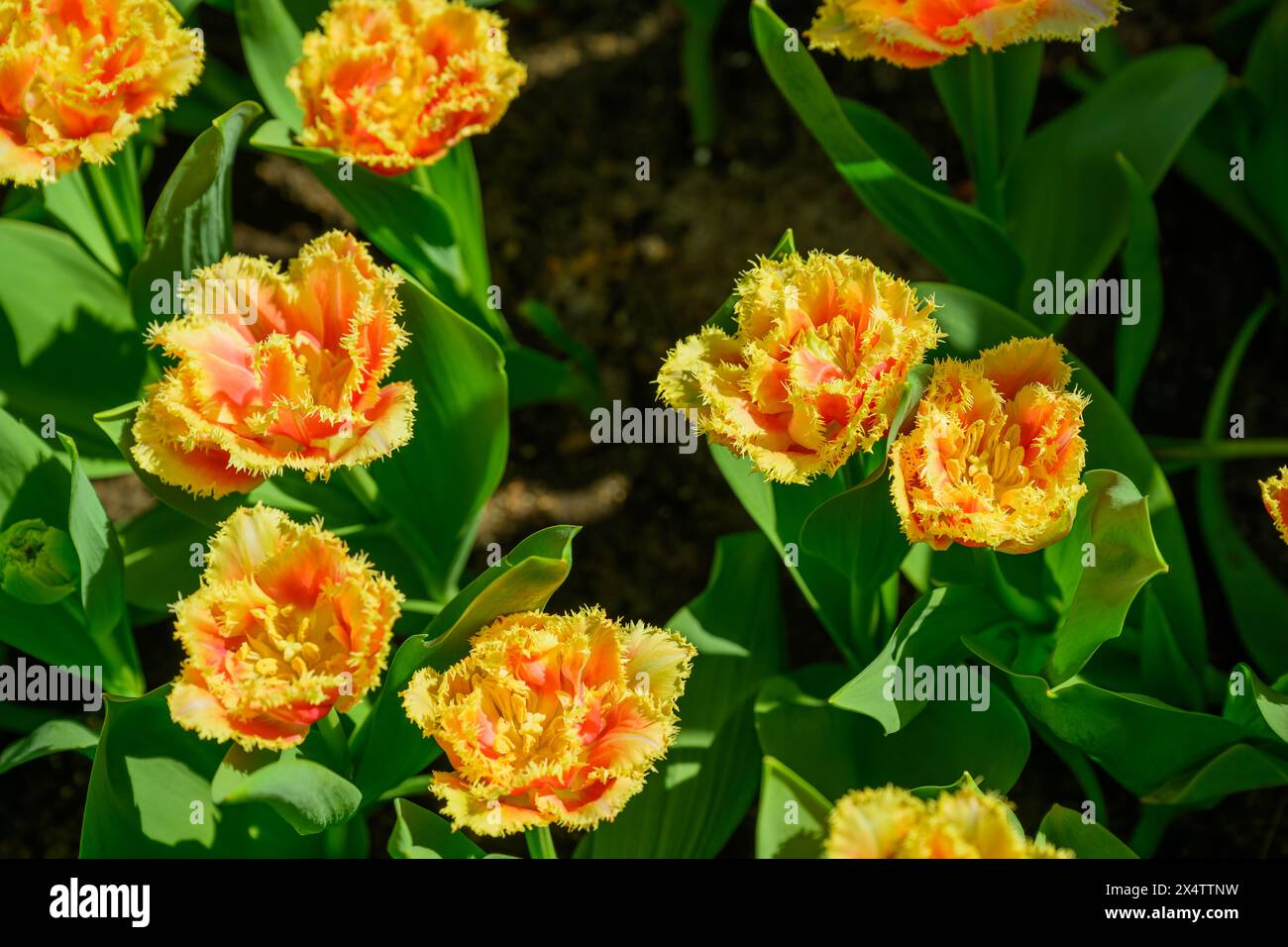 Brisbane Tulips at Tulipmania 2024 @ The Flower Dome, Gardens by the ...