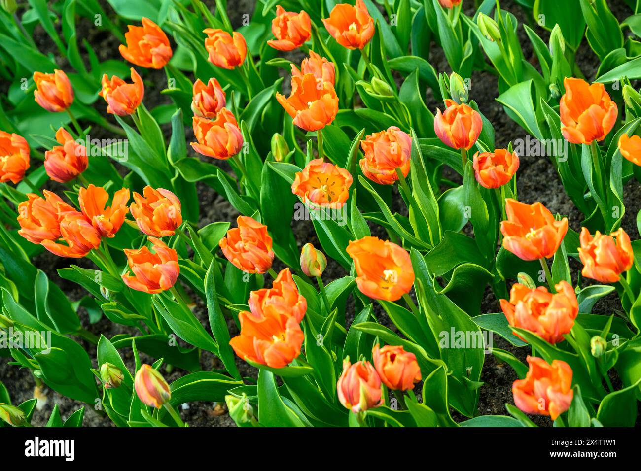 Rejoice Tulips at Tulipmania 2024 @ The Flower Dome, Gardens by the Bay ...