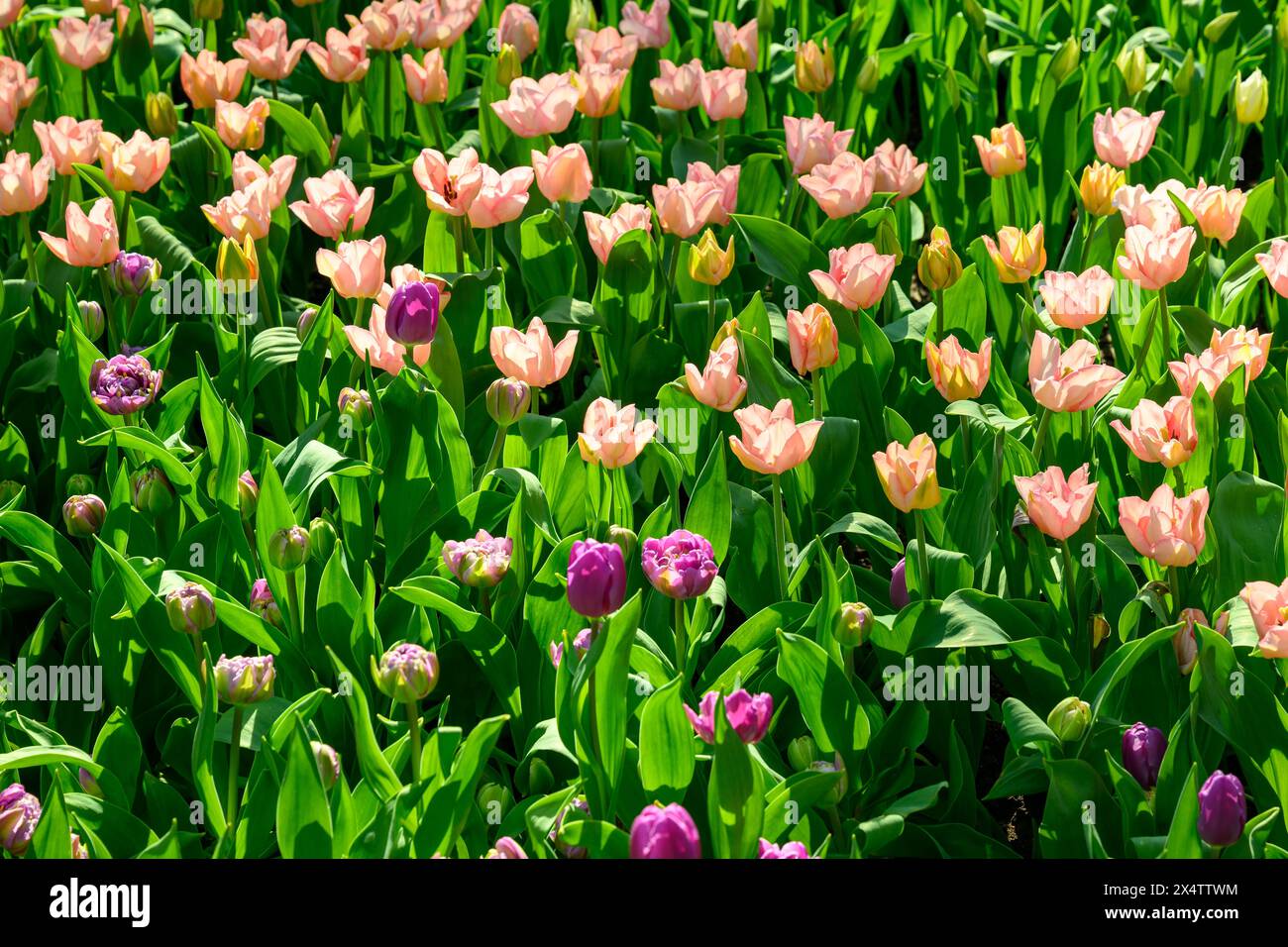 Rejoice Tulips at Tulipmania 2024 @ The Flower Dome, Gardens by the Bay ...