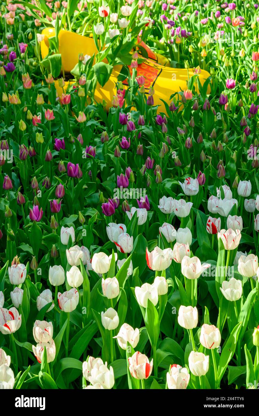 One Direction Tulips at Tulipmania 2024 @ The Flower Dome, Gardens by ...