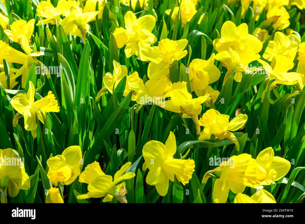 Yellow Daffodils at Tulipmania 2024 @ The Flower Dome, Gardens by the ...