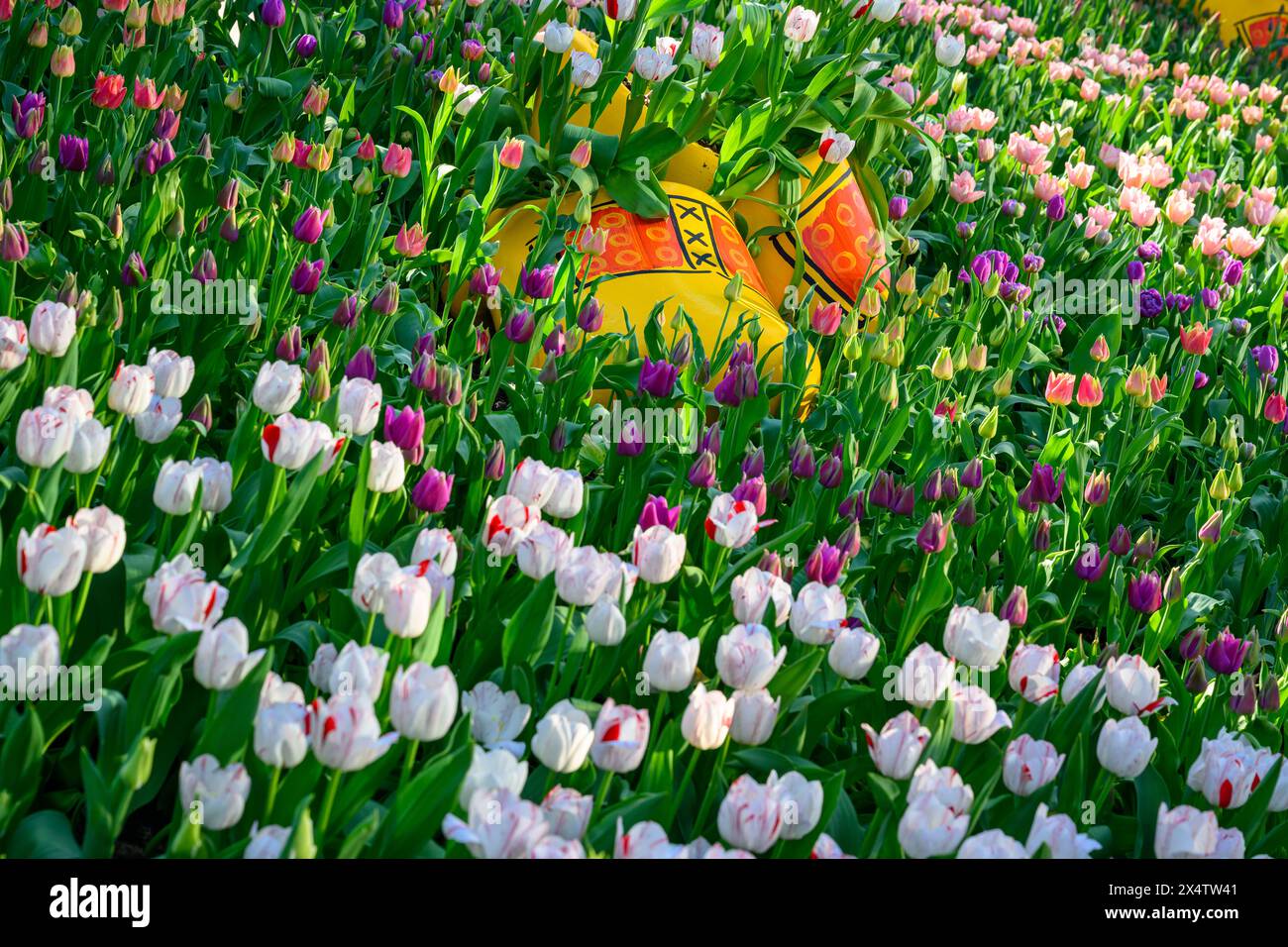 One Direction Tulips at Tulipmania 2024 @ The Flower Dome, Gardens by ...