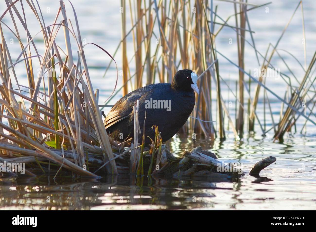 common coot on reedbed, wild bird in natural habitat (Fulica atra Stock ...