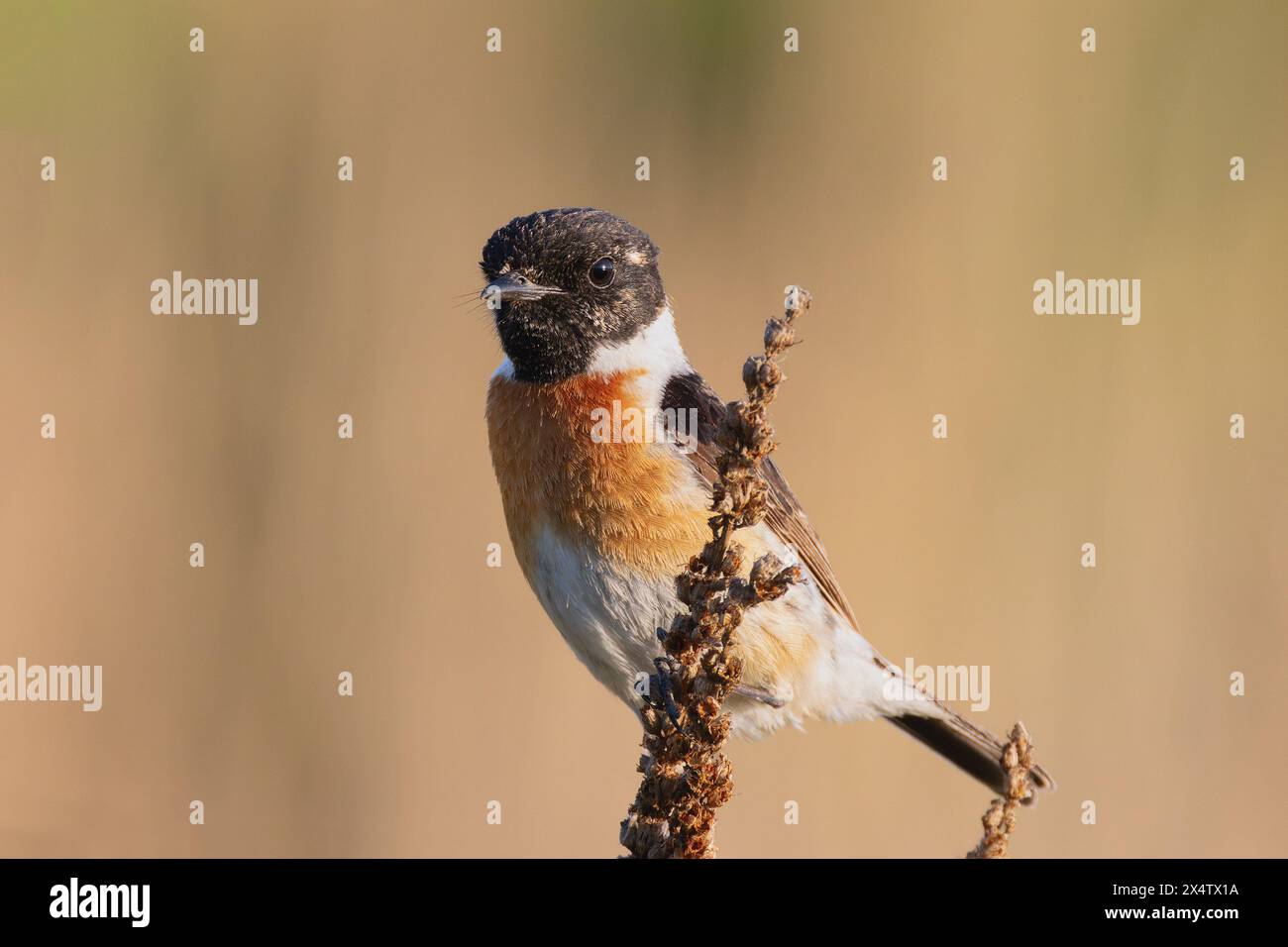 male common stonechat closeup over out of focus background (Saxicola ...