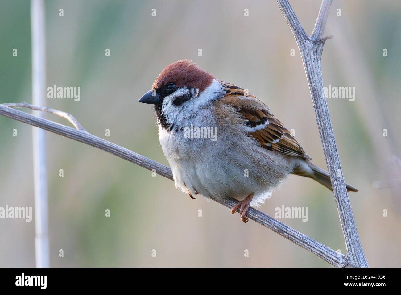 Eurasian tree sparrow close up hi-res stock photography and images - Alamy