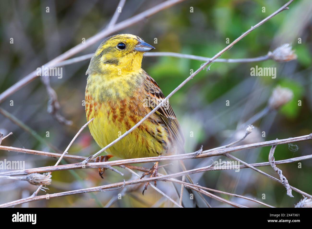 Yellow hammer bird hi-res stock photography and images - Alamy