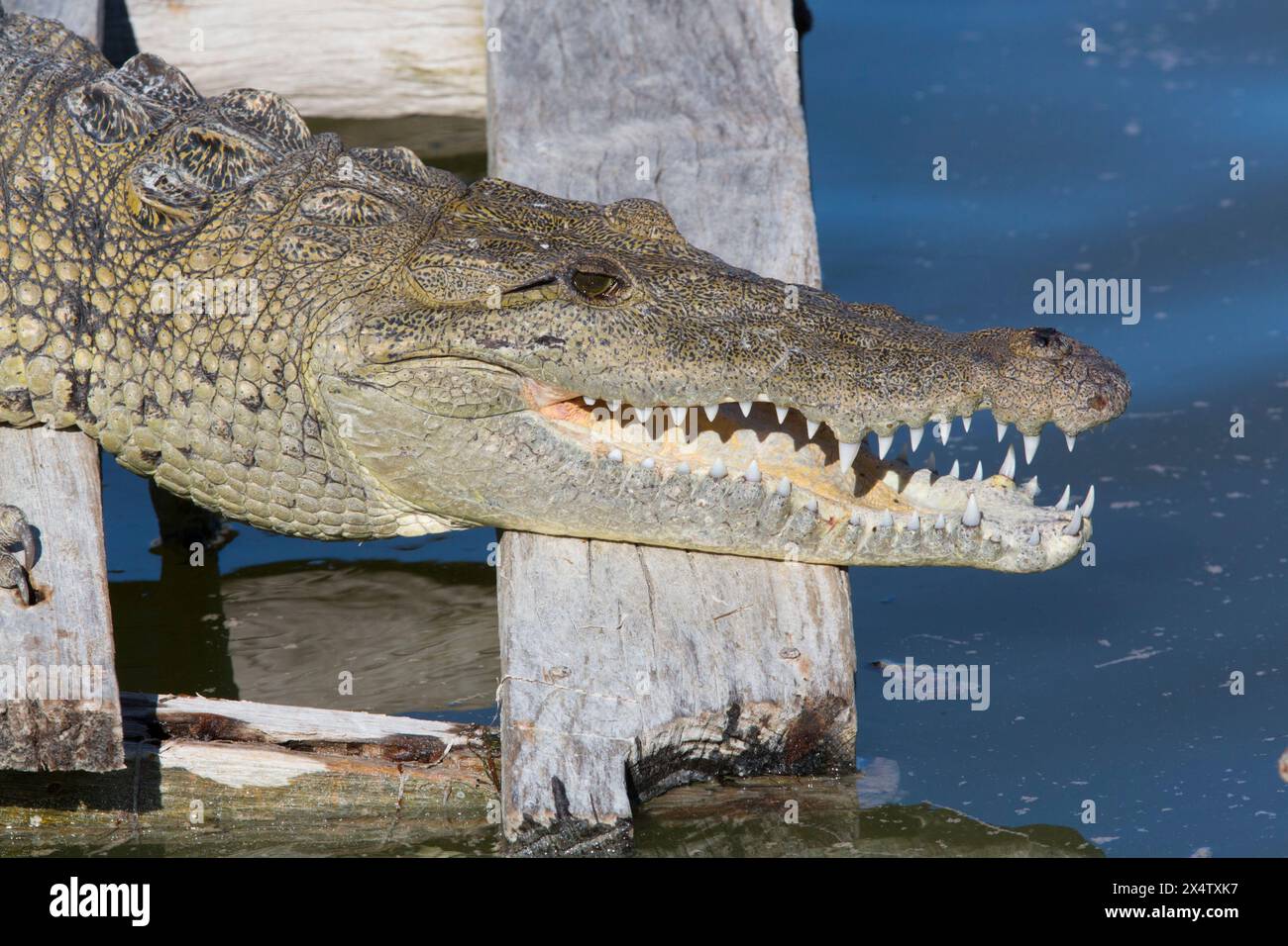 Morelet Crocodile (Crocodylus Moreletii), Rio Lagartos Biosphere ...