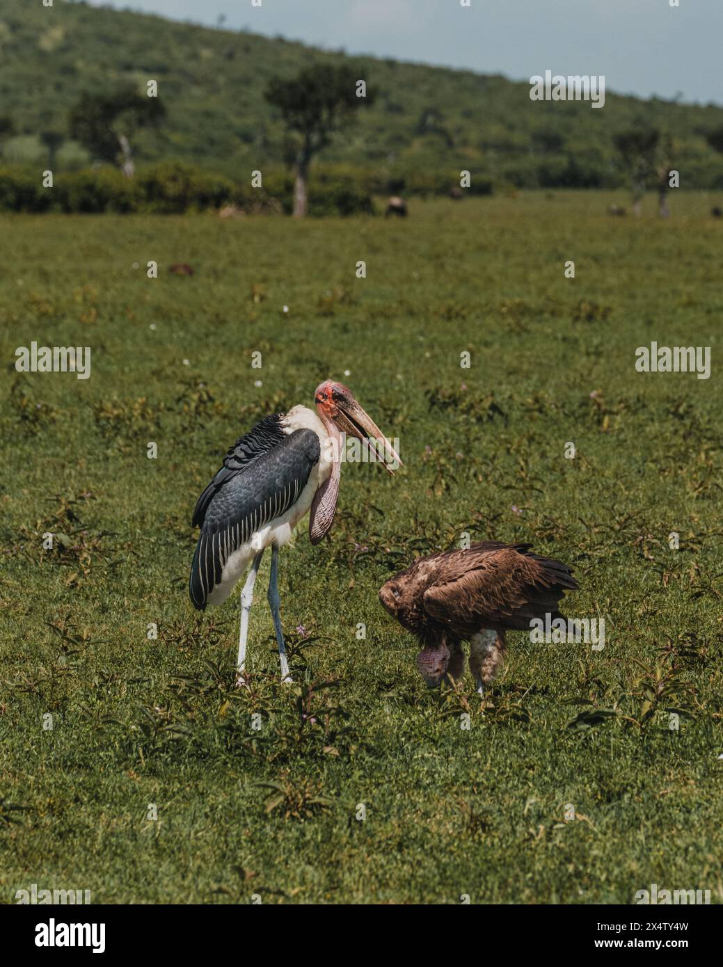 Marabou Stork in grass, striking profile, Masai Mara Stock Photo - Alamy