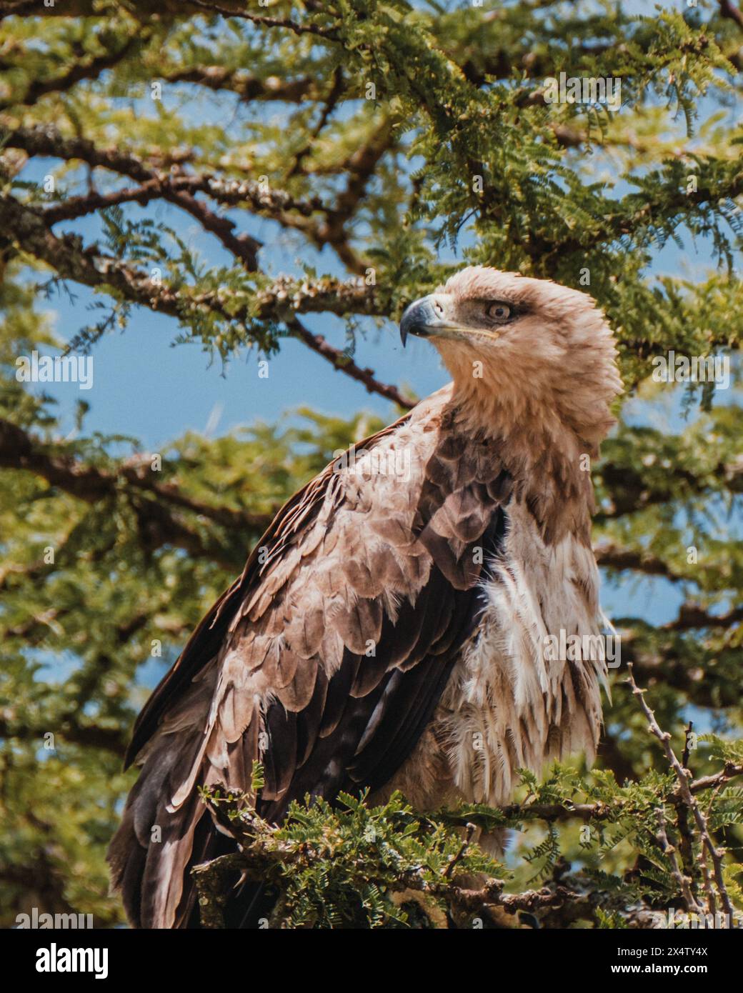 Bateleur Eagle poised in acacia, vibrant against greenery Stock Photo ...