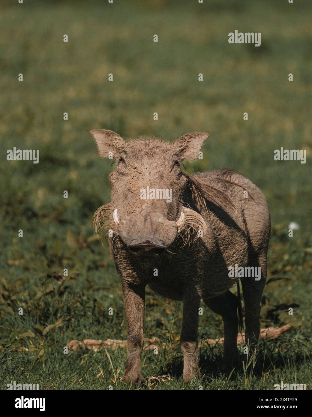 Warthog characteristics hi-res stock photography and images - Alamy