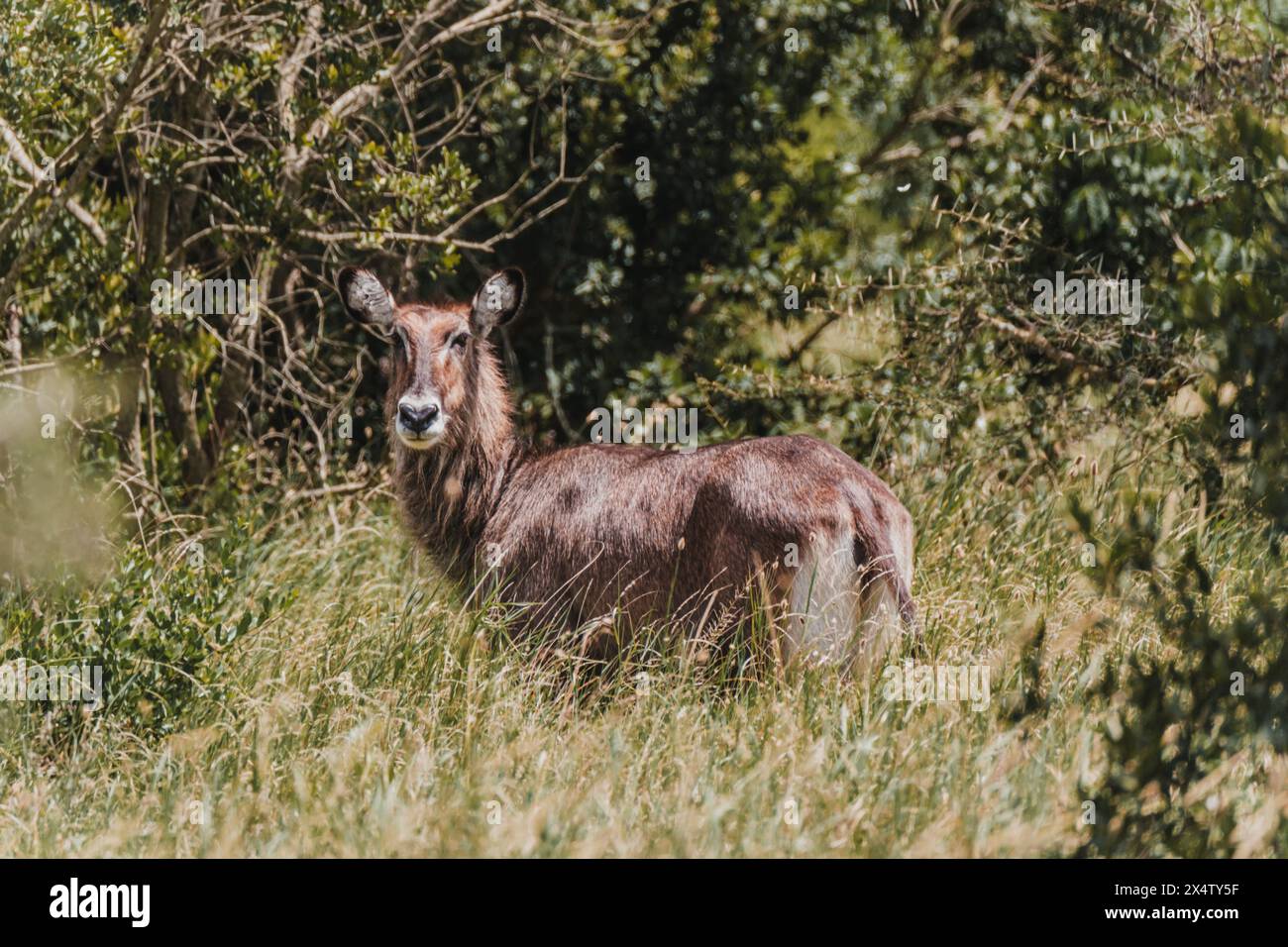 Waterbuck in dense Masai Mara foliage Stock Photo - Alamy