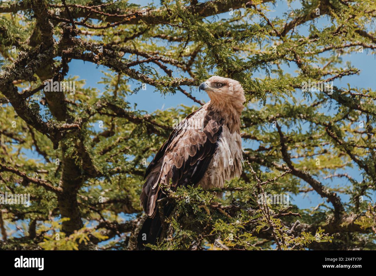 Bateleur Eagle poised in acacia, vibrant against greenery Stock Photo ...