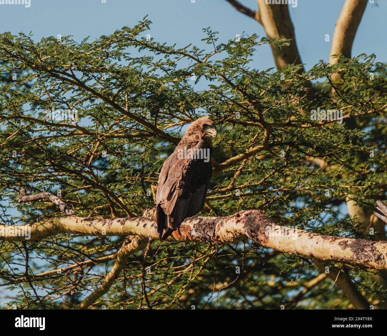 Tawny Eagle perched in tree, watching keenly, Masai Mara Stock Photo ...
