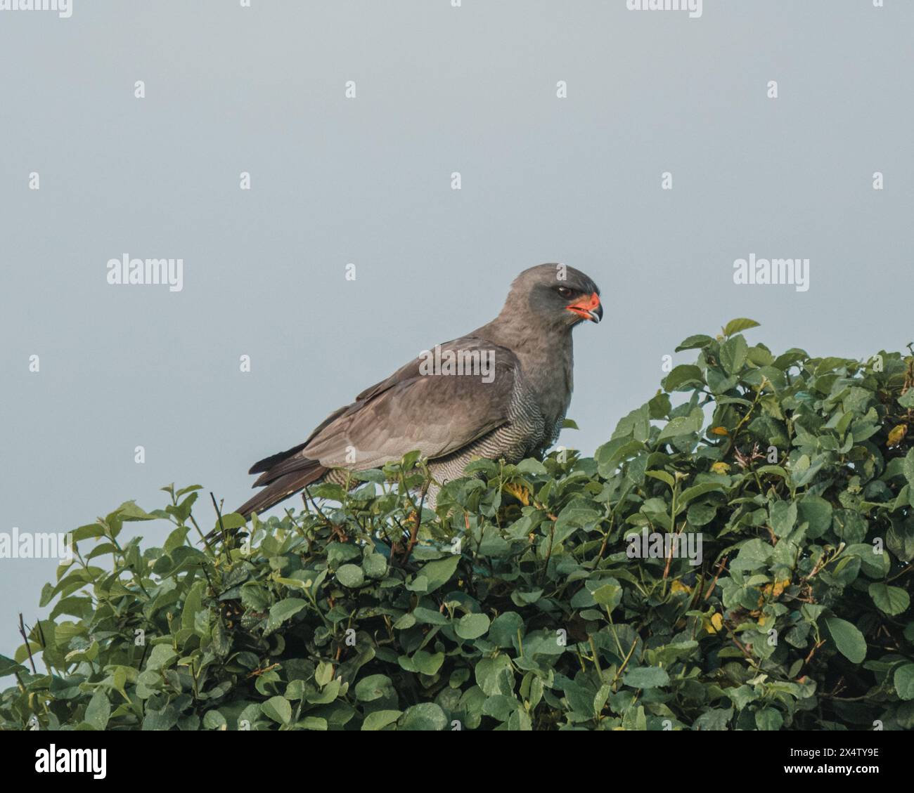 Gabar goshawk perched, keen gaze, Masai Mara Stock Photo - Alamy
