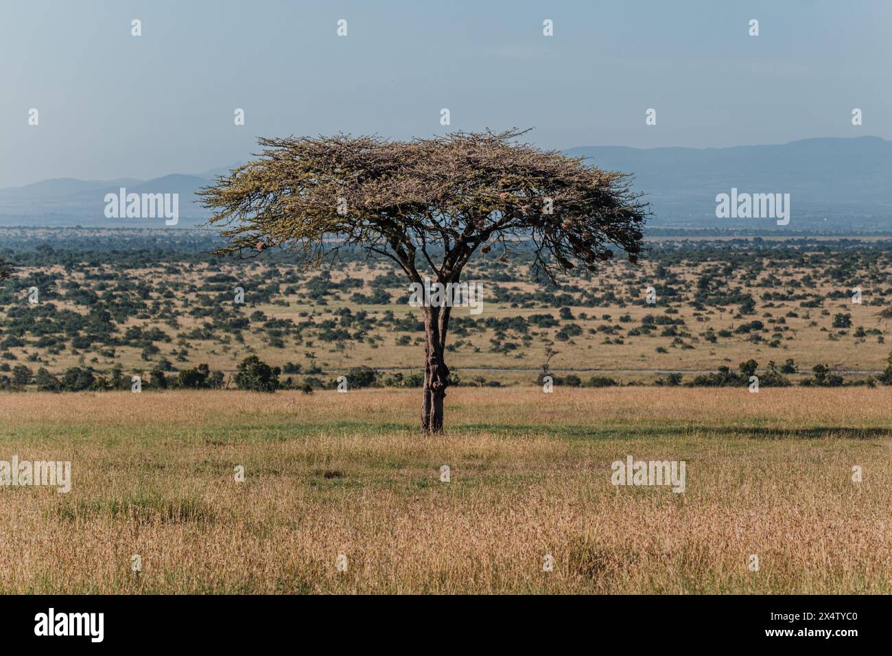 Solitary Acacia tree in expansive Ol Pejeta savannah Stock Photo - Alamy