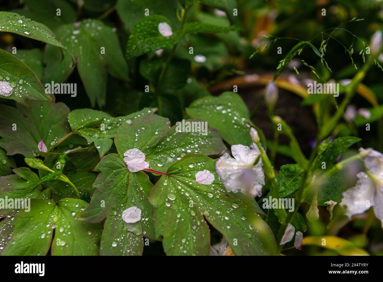 A lush green plant with droplets of water on its leaves. The droplets ...