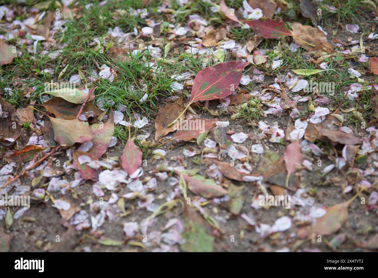 Seasonal foliage ground hi-res stock photography and images - Alamy